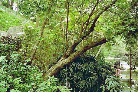 Flora Garden - Macau Lifestyle