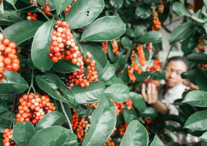 Guide to Macau Visa Policy & Macau Work Visa Rules - Macau Lifestyle