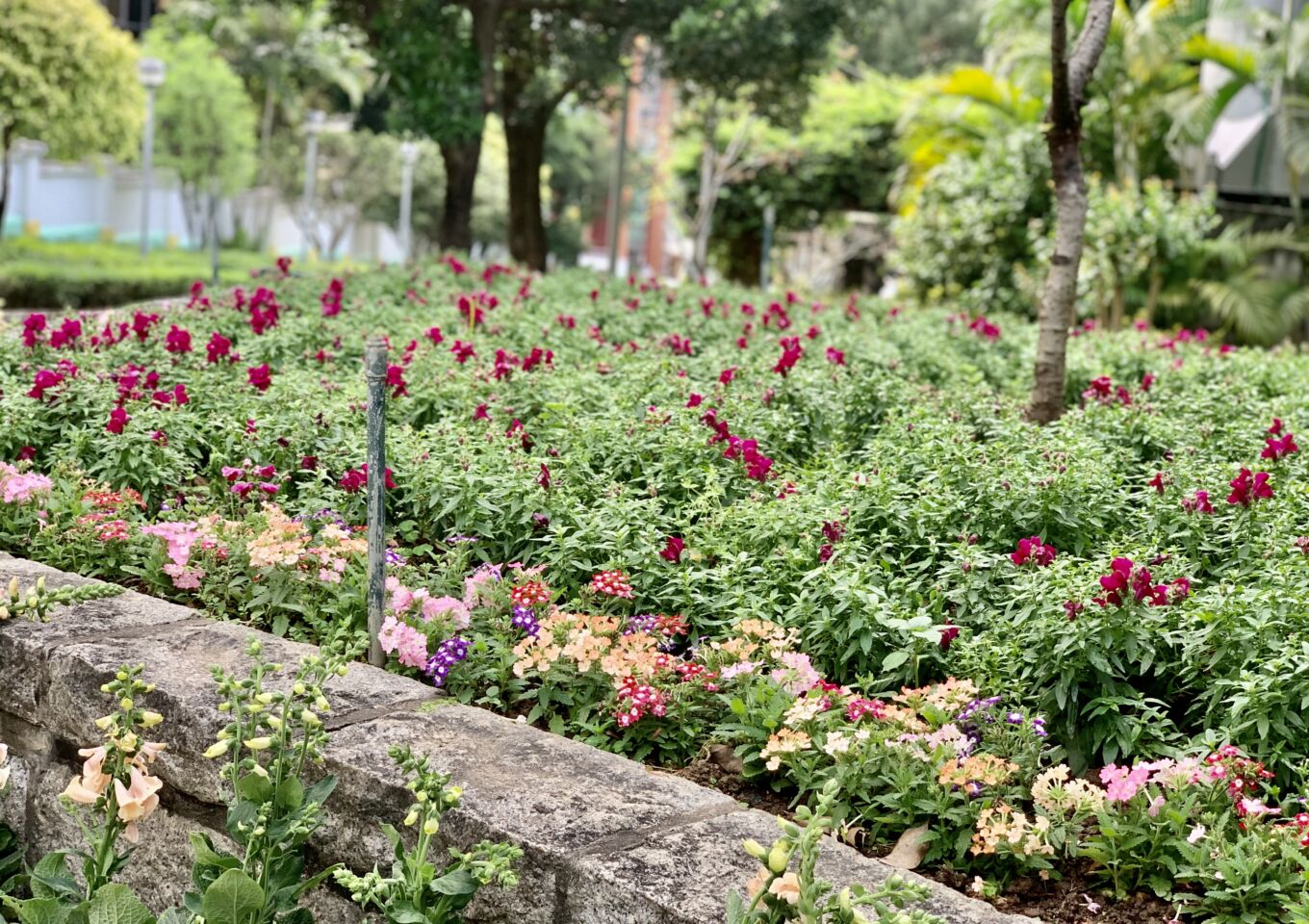 Flora Garden - Macau Lifestyle