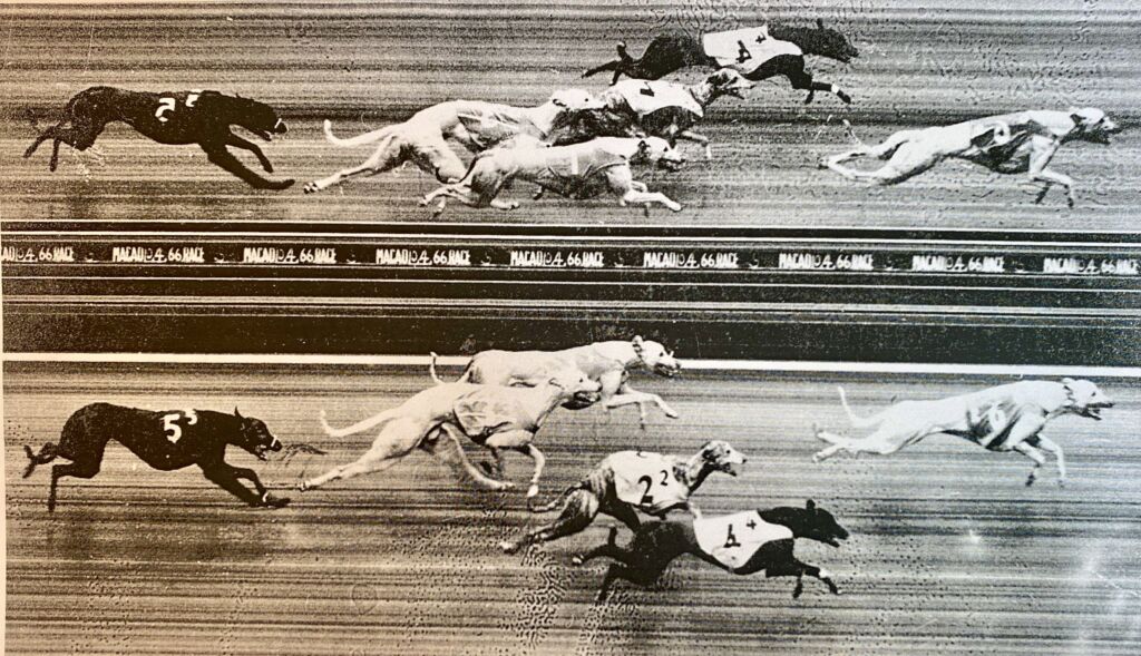 Macau Yat Yuen Canidrome: Entertainment of Yesteryear - Macau Lifestyle